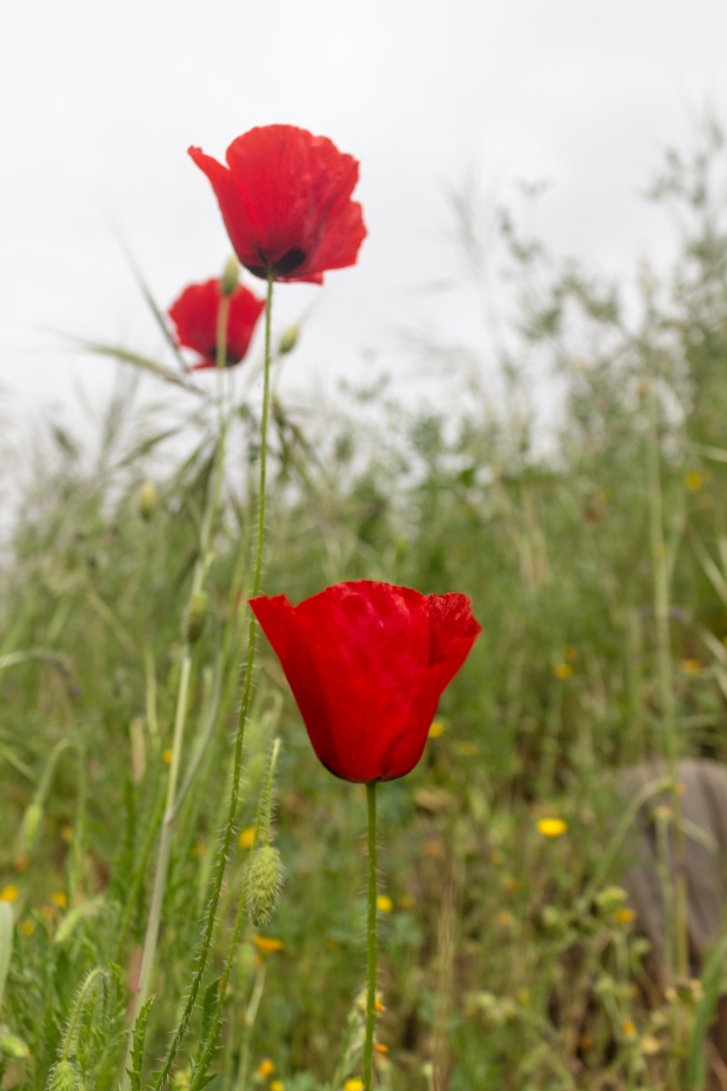 Flora – Kate Scott